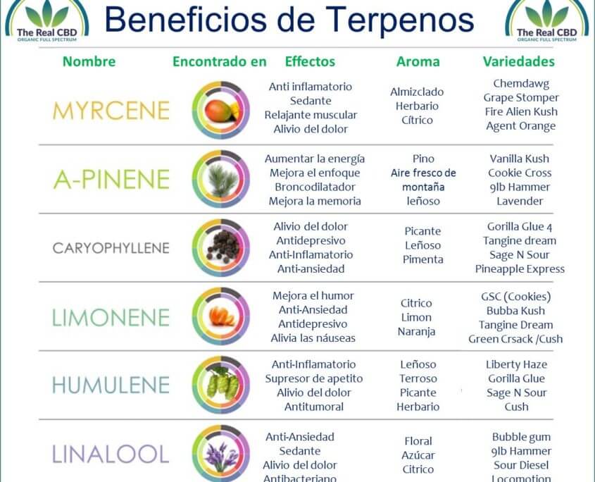 The Real CBD - ¿Qué son los terpenos y por qué son importantes?