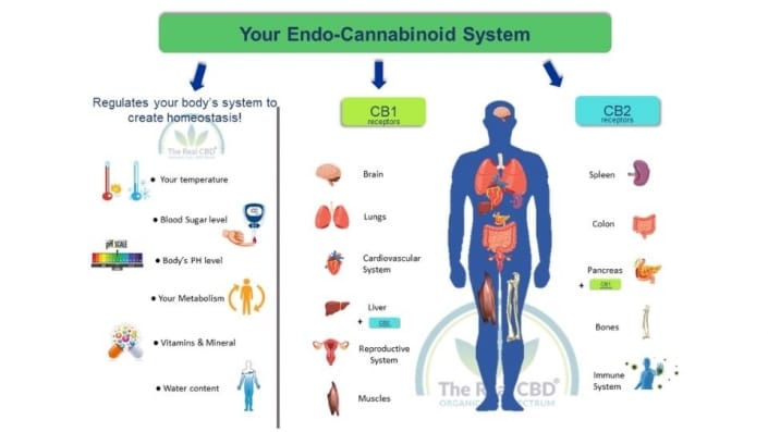Does CBD help with nerve damage? - The Real CBD