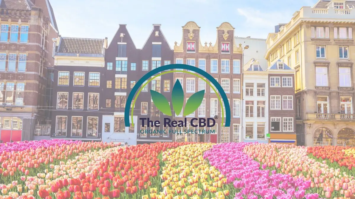 CBD in Amsterdam kaufen - Das echte CBD